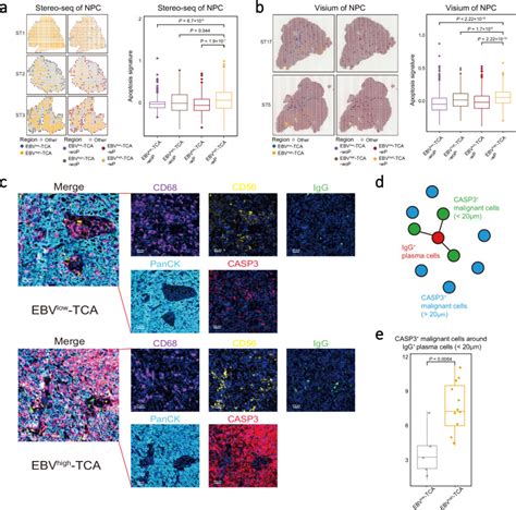 Single Cell And Spatial Transcriptome Analyses Reveal Tertiary Lymphoid