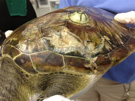 Sea Turtle Hospital Amazing Healing Of Bristols Shell Fracture