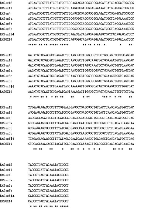 A Alignment Of Nucleotide Sequences Above B Alignment Of Amino