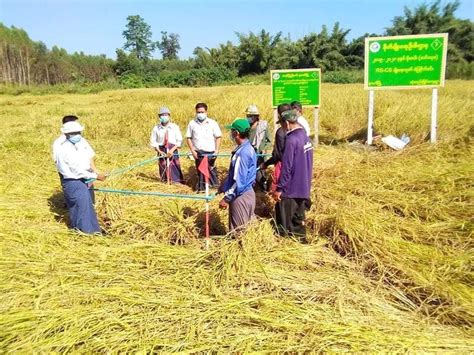 စုကလိမြို့၌ Cerp အစီအစဉ်ဖြင့် ဆောင်ရွက်သော Cs Rs ဆင်းသုခ မျိုးစေ့ထုတ