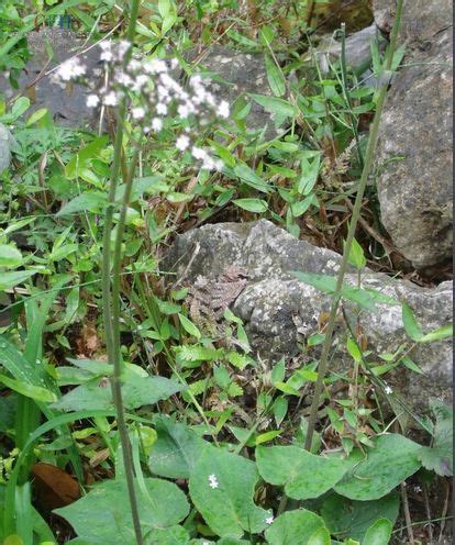 蜘蛛香药材图册 360百科