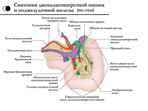 Клиническая анатомия брюшной полости Online Presentation
