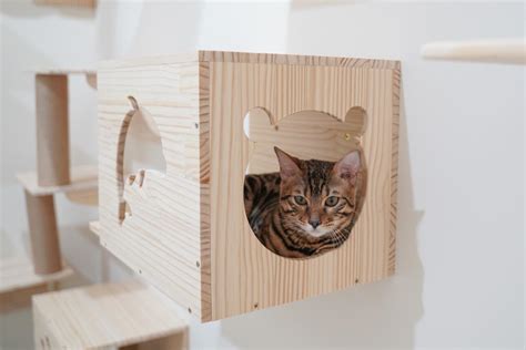 Descubrir 82 Imagen Casas De Gatos De Carton Abzlocal Mx