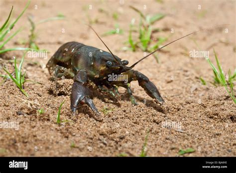 Rusty Crayfish Orconectes Rusticus Kettle River Sandstone Minnesota