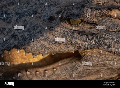 Close Up Of A Crocodile With A Bite Stock Photo Alamy