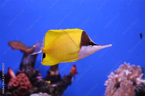 Longnose Butterfly Fish Forcipiger Flavissimus Complete Care Guide