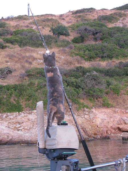 Mills Fish Followtheboat