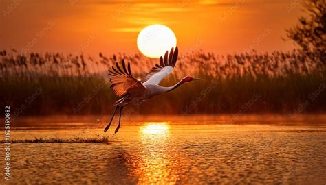 Sarus Crane In Flight Over Golden Sunrise Water Stock Illustration