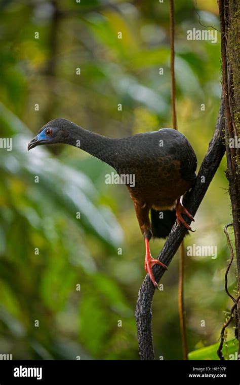 Sickle Winged Guan Chamaepetes Goudotii Andes Ecuador Stock Photo