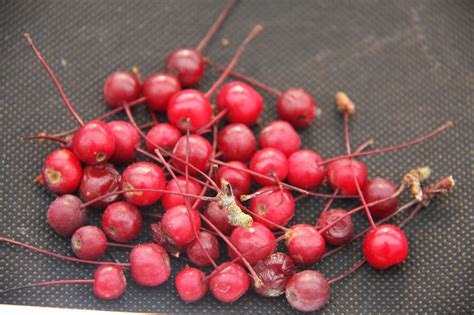 Malus Cultivars C Trees And Shrubs Online