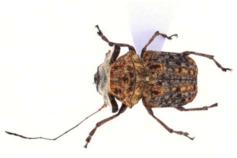 Insect Minoh City