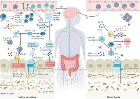 What Is Histopathology — An Overview By I3tk Medium
