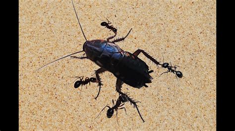 Ants Vs Cockroach Youtube