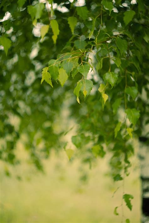 Tree Birch Summer Free Photo On Pixabay