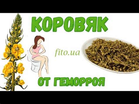 Трава коровяк: полезные свойства, применение от геморроя и других ...