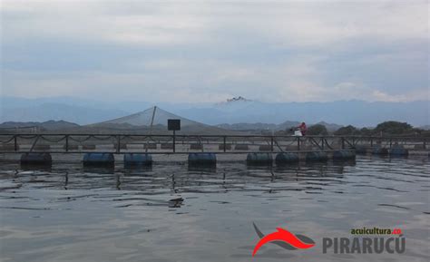 No Hay Reportes De Virus TiLV De La Tilapia Publicaciones