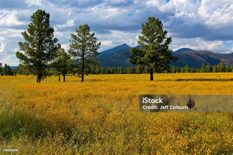 애리조나주 플래그스태프의 버팔로 공원에 있는 노란 야생화의 바다 산이 배경에 있고 구름이 하늘을 채우고 소나무가 장면에 있습니다 0명에 대한 스톡 사진 및 기타 이미지