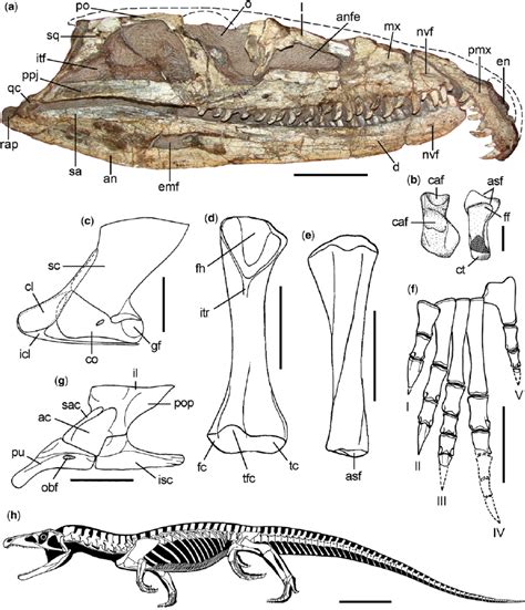Selected Bones And Skeletal Reconstruction Of Proterosuchus Fergusi