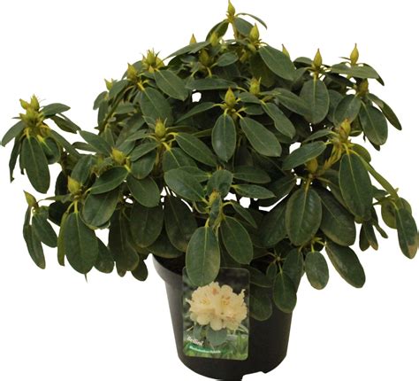 Grow By Obi Rhododendron Bellini Gelb Höhe Ca 60 70 Cm Topf Ca 12