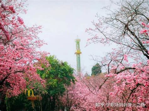 云南旅游有哪些赏花的好去处？ 知乎