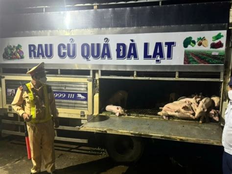 Thông Tin Bất Ngờ Về Nguồn Gốc 97 Con Heo Mắc Dịch Tả Heo Châu Phi Tin Tức Chăn Nuôi Tạp Chí