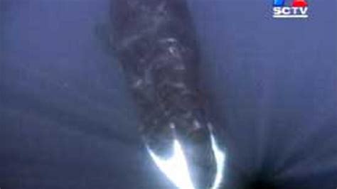 Ikan Paus Bowhead Terancam Punah