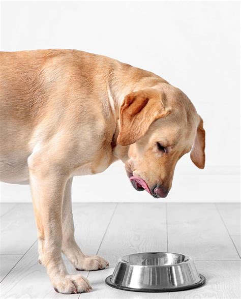 Canine Bloat What It Is And How To Protect Against It