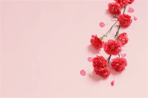 ピンクの背景にピンクのカーネーションの花 お祝いのストックフォトや画像を多数ご用意 お祝い カットアウト カラー画像 Istock