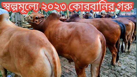 দাম কয় কম বিক্রি করতে পারতেছি না স্বল্প মূল্যে ২০২৩ কোরবানির ষাড় গরু