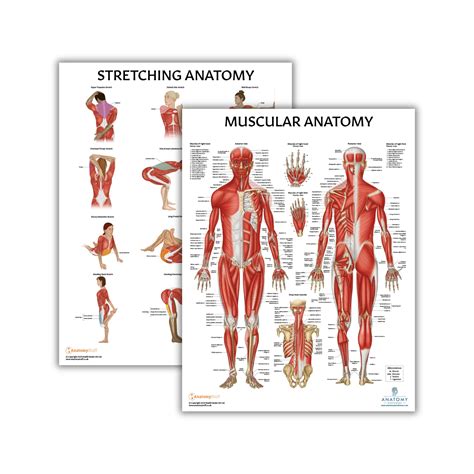 Anatomy Lab Stretching And Muscular Anatomy Poster Set 2 Pack