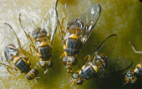 Understanding Fruit Flies Identifying Types Preventing Damage And