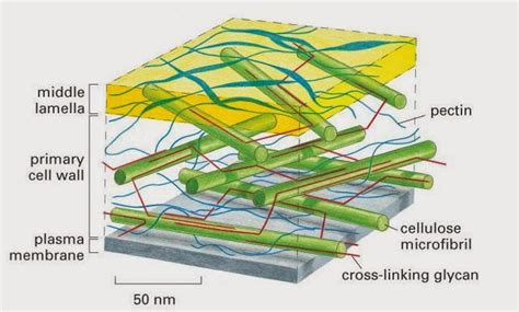 Bio Geo Nerd Plant Cell Wall Synthesis