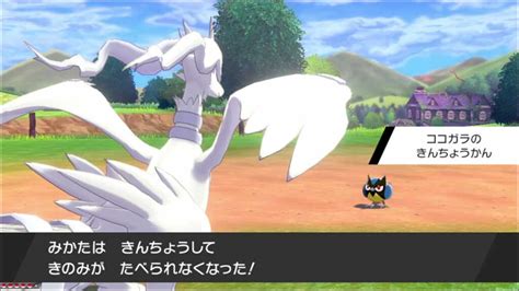 「かたやぶり」は「きんちょうかん」の前でもきのみが食べれる？【ポケモン剣盾】