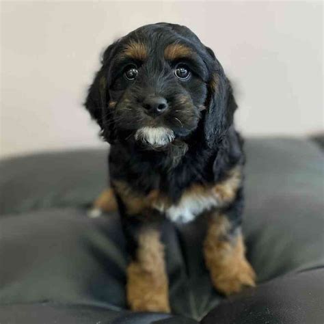 Cocker Spaniel Mini Goldendoodle Puppies For Sale