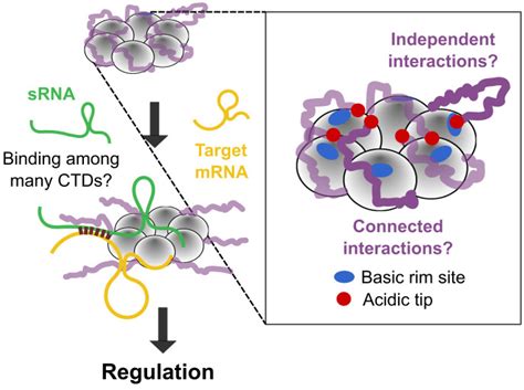 Intrinsically Disordered Interaction Network In An Rna Chaperone