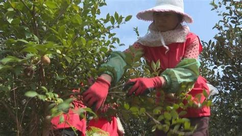 連江蓼沿鄉千畝油茶喜獲豐收高山結出致富果 每日頭條