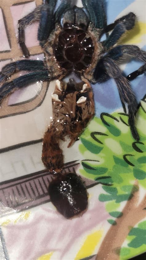 Sexing R Tarantulas