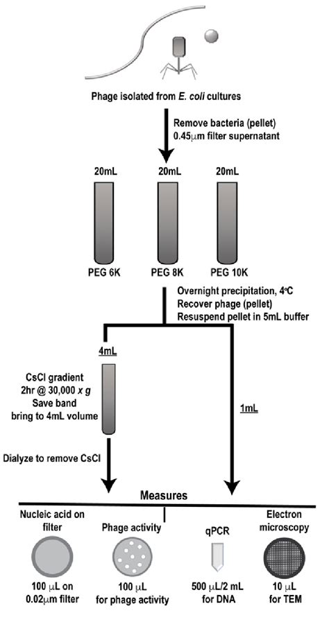Figure 2 From Standard Bacteriophage Purification Procedures Cause Loss