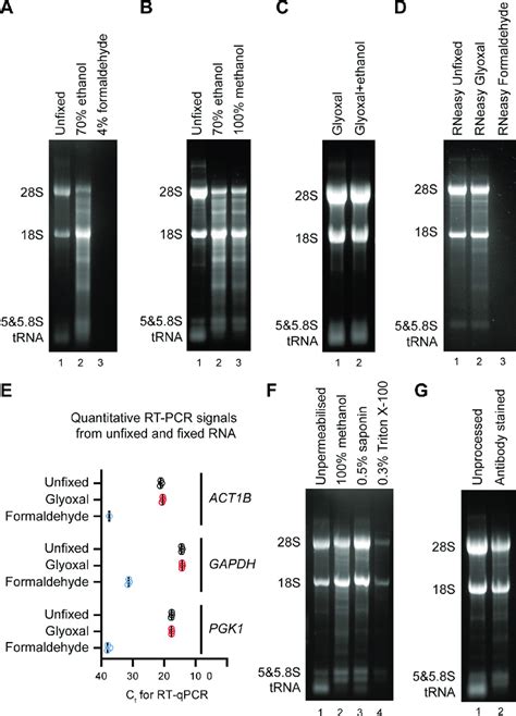 Determination Of Rna Compatible Fixation And Permeabilisation Download Scientific Diagram