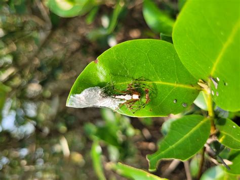 Mangrove Health Monitoring Nccr