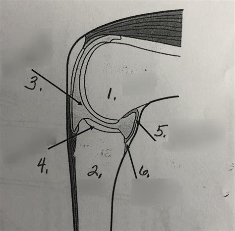 Knee Diagram Diagram Quizlet