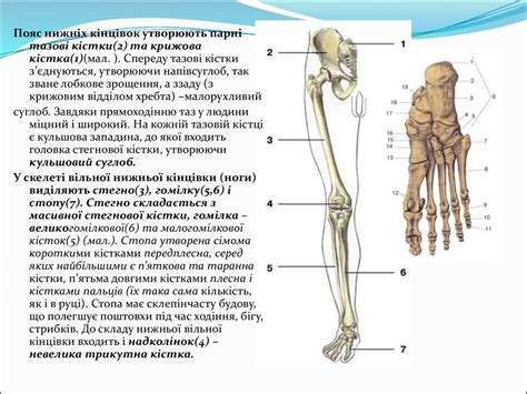 Будова скелета людини презентация онлайн