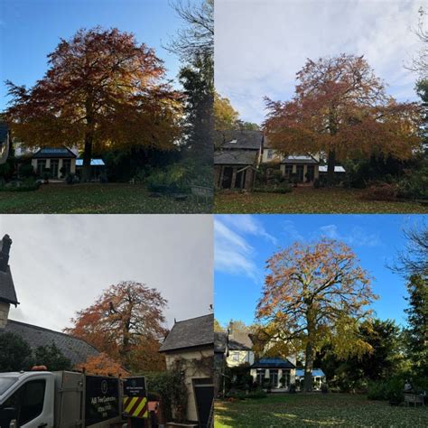 Cracking Crown Reduction Done By The Lads On A Protected Tree In