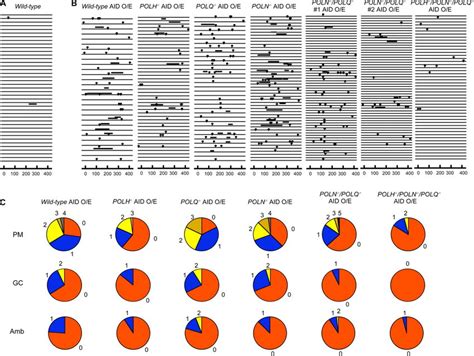 Nucleotide Sequence Analysis Of Vjλ Segments To Detect Ig Gene Download Scientific Diagram