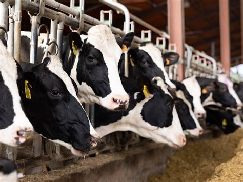 2024 Bird Flu What To Know About Current Risk To Humans Across
