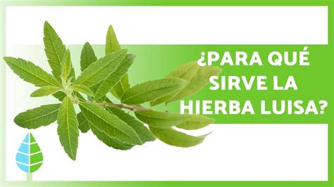 Beneficios Y Usos De La Hierba Luisa Arjal