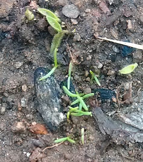 다이소 『 양귀비 씨앗 』 심었더니 새싹이 자유게시판 딜바다닷컴