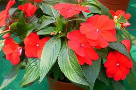 Cutting Of African Impatiens The Plant Aide