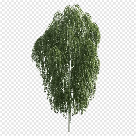 Copying Computer Icons Blog A Pine Tree Branch Grass Png PNGEgg