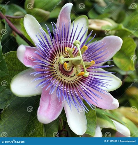 Blue Passion Flower Passiflora Caerulea On A White Background Stock